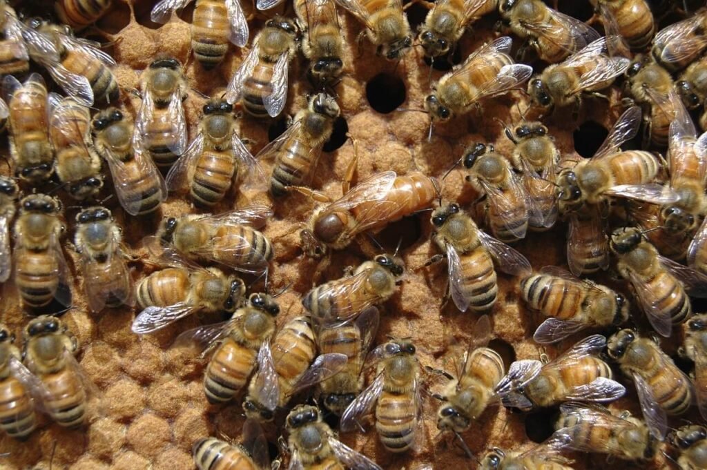 L'ape Regina: Tutto Quello Che Devi Sapere Per Comprenderla