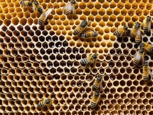 Api Nel Mondo E In Italia: Razze, Segreti E Curiosità